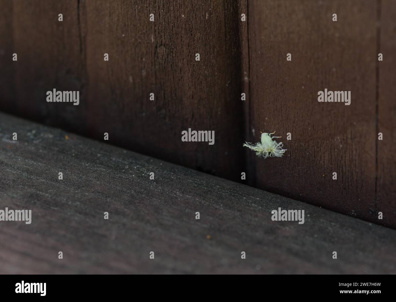 Green planthopper hi-res stock photography and images - Alamy