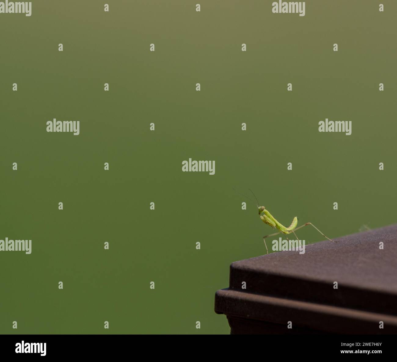 Baby praying mantis hi-res stock photography and images - Alamy