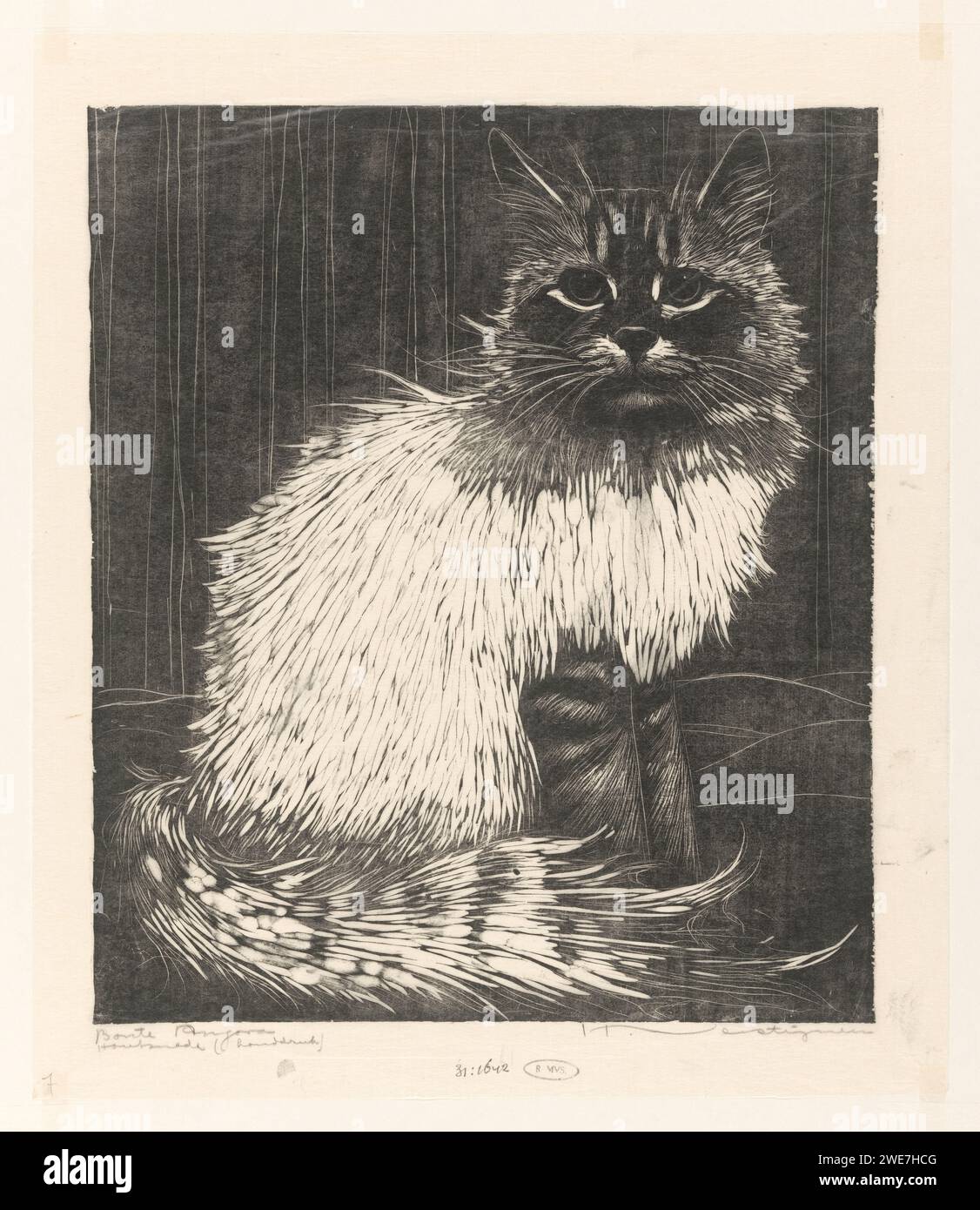 Bonte Angora, Henri Verstijnen, 1892 - 1931 print Japanese paper ...