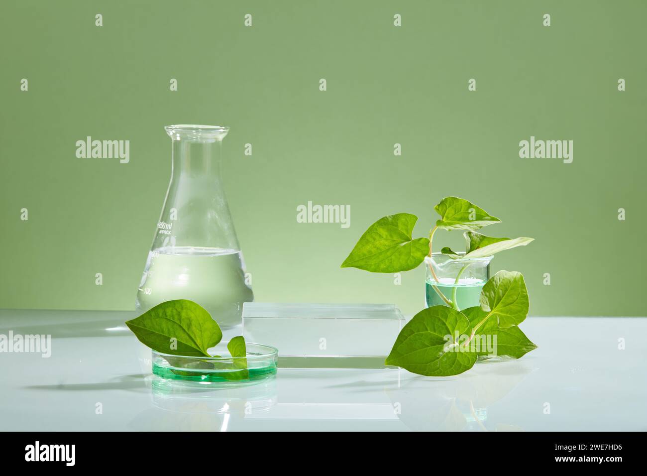Concept of laboratory cosmetic with fish mint leaves with flask, petri ...
