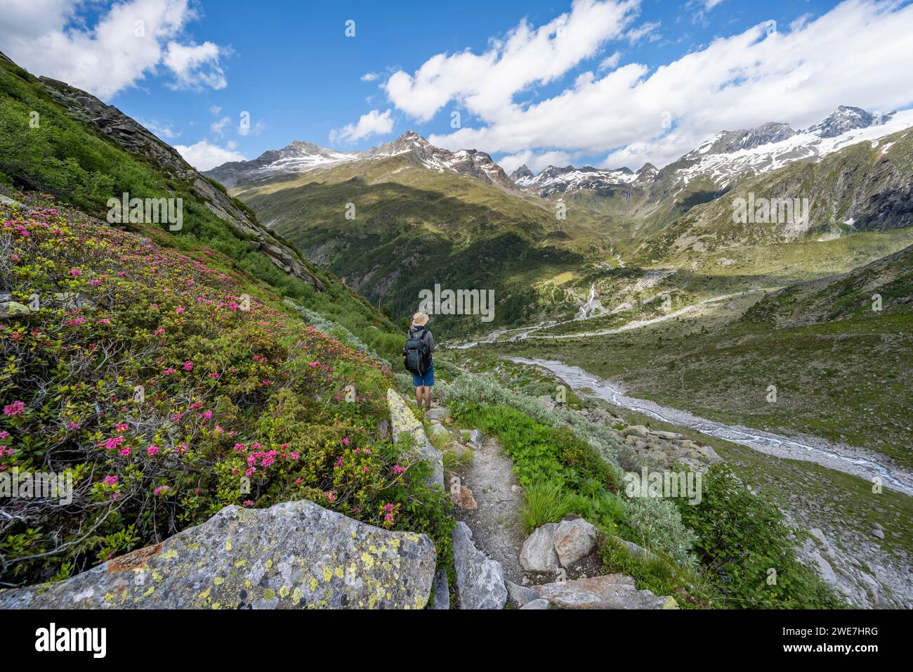 Mountaineers on a hiking trail with blooming alpine roses in front of a ...