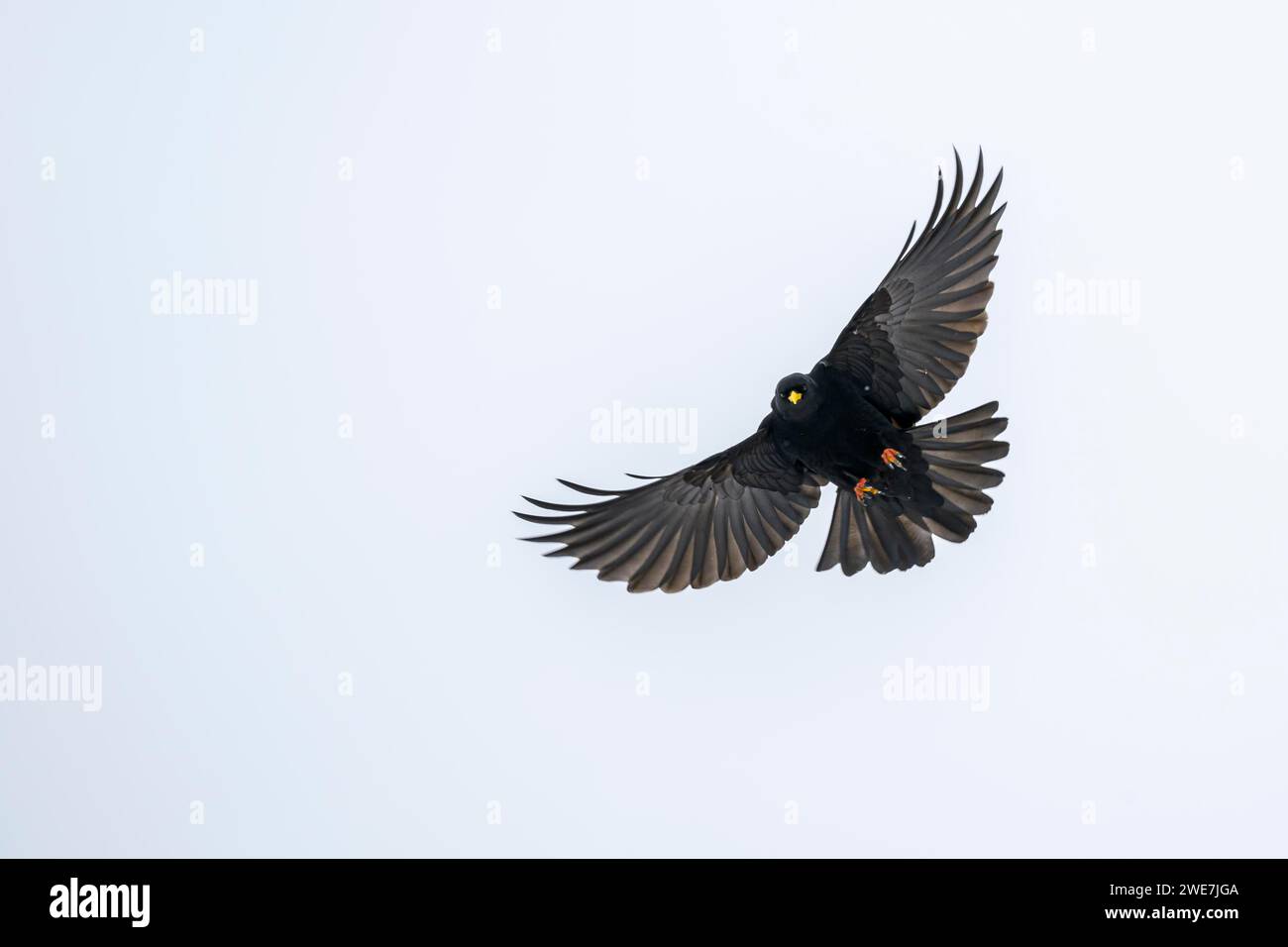 Alpine chough (Pyrrhocorax graculus) in flight, Belalp, Naters, Brig ...