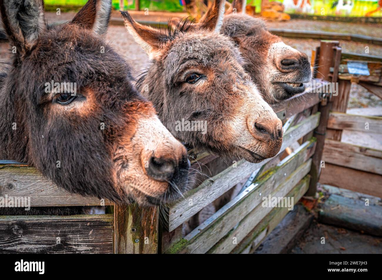 Portrait of a common donkey (Equus asinus), Eisenberg, Thuringia ...