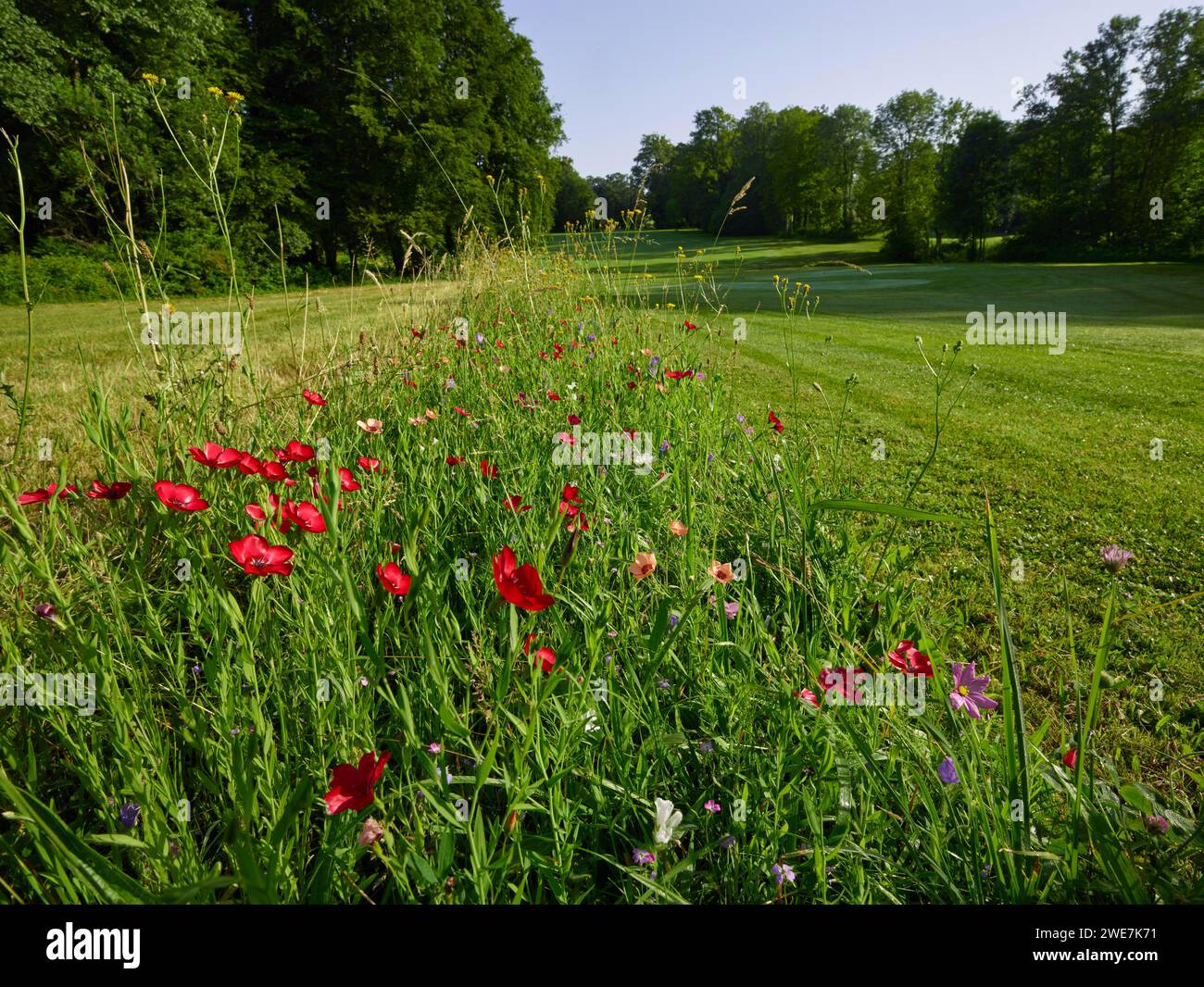 Recreational meadow hi-res stock photography and images - Alamy