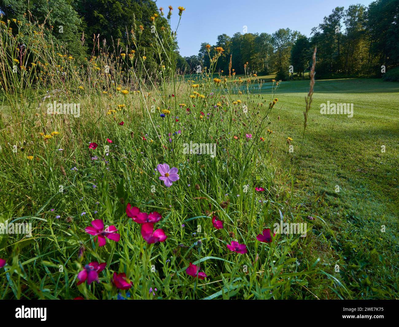 Golf course, flower meadow Stock Photo - Alamy
