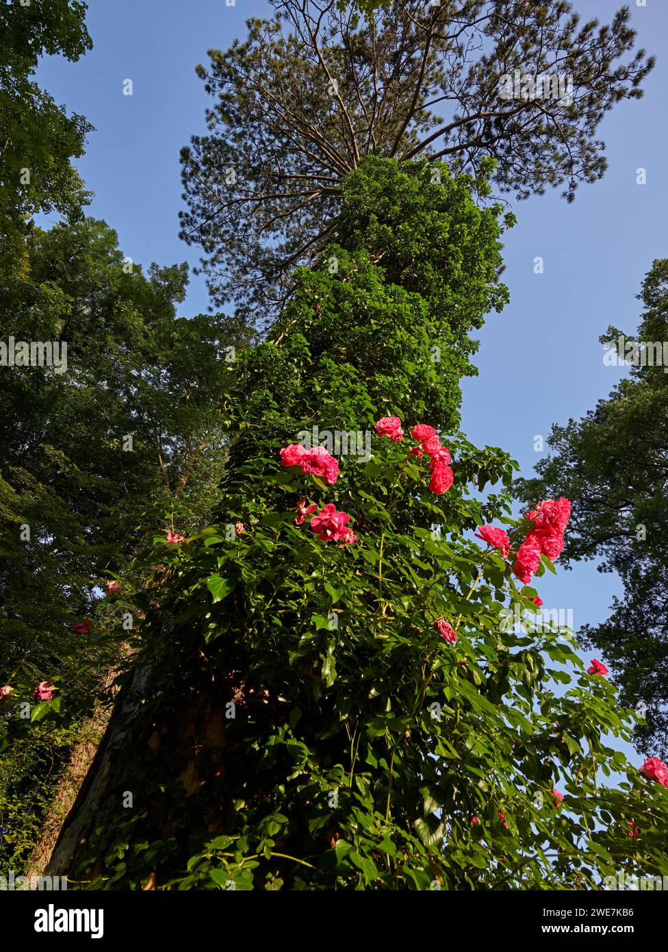 Roses and trees on the golf course Stock Photo - Alamy