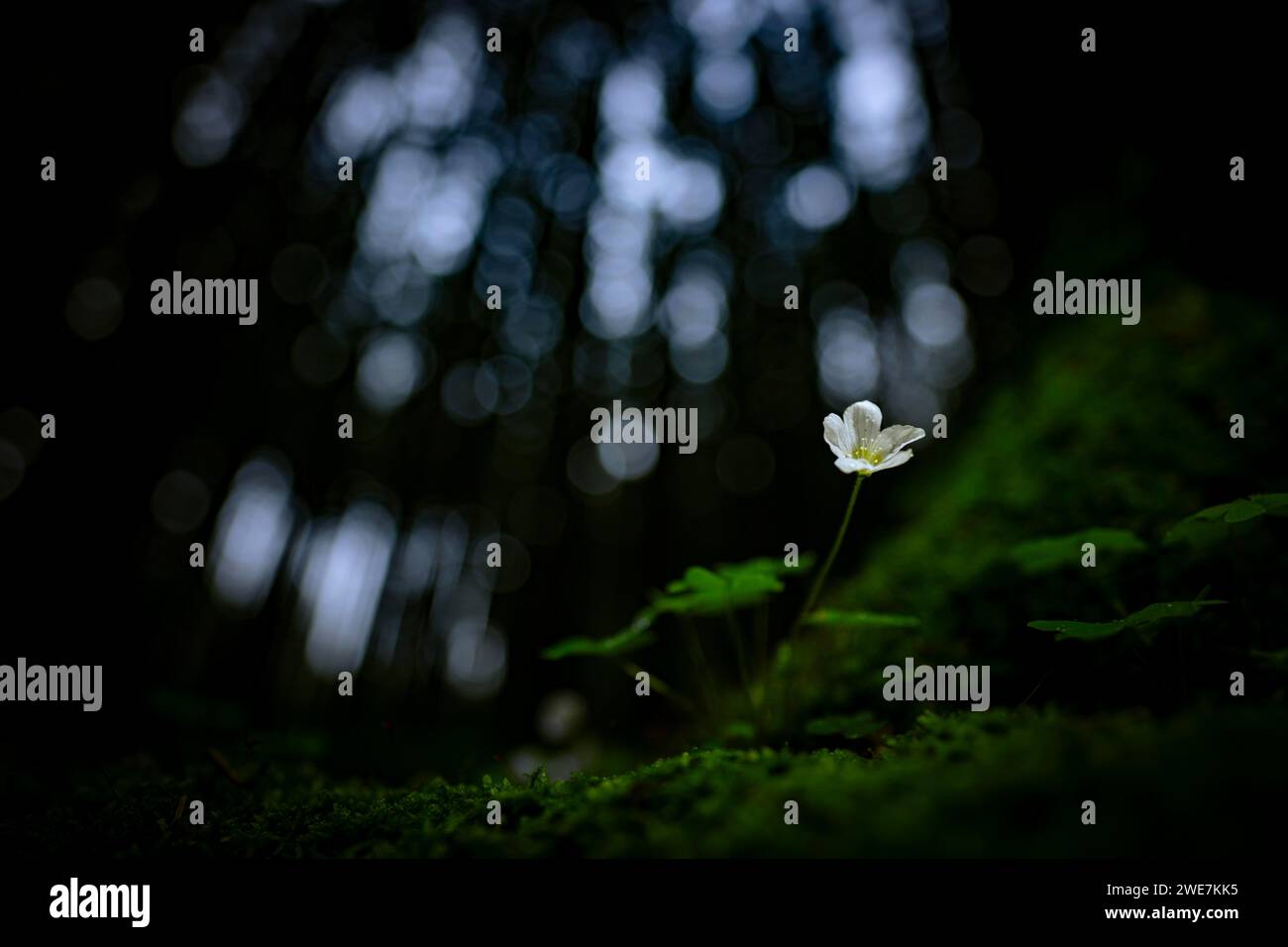 Common wood sorrel (Oxalis acetosella) with blurred forest in the ...