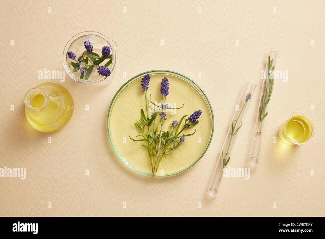 Top view of petri dish, beakers, conical flask and test tubes with ...