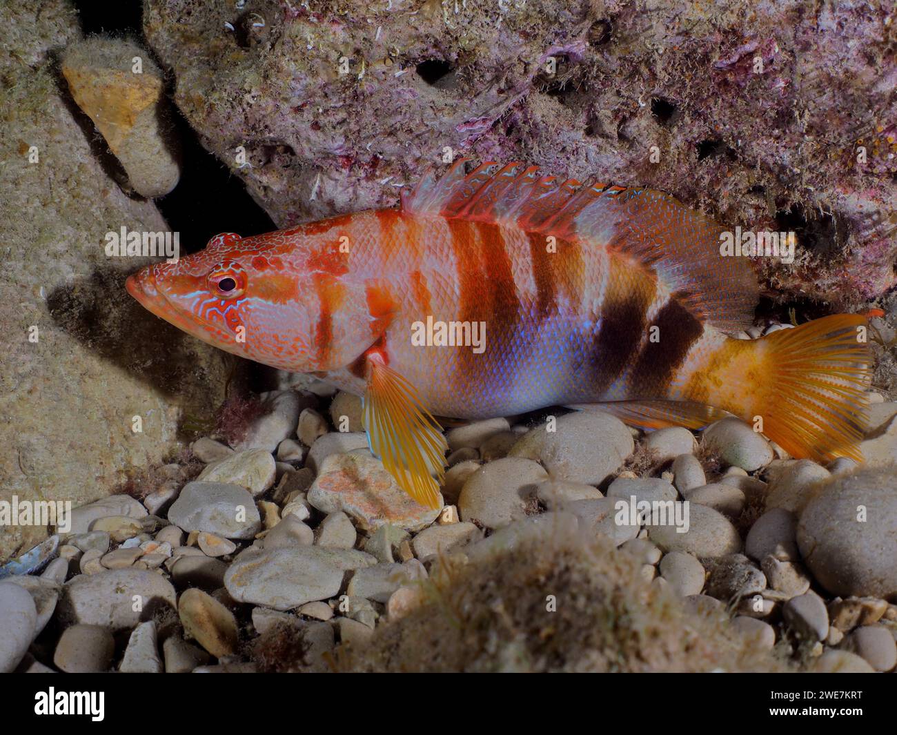 Painted comber (Serranus scriba), dive site L'Escala, Costa Brava ...