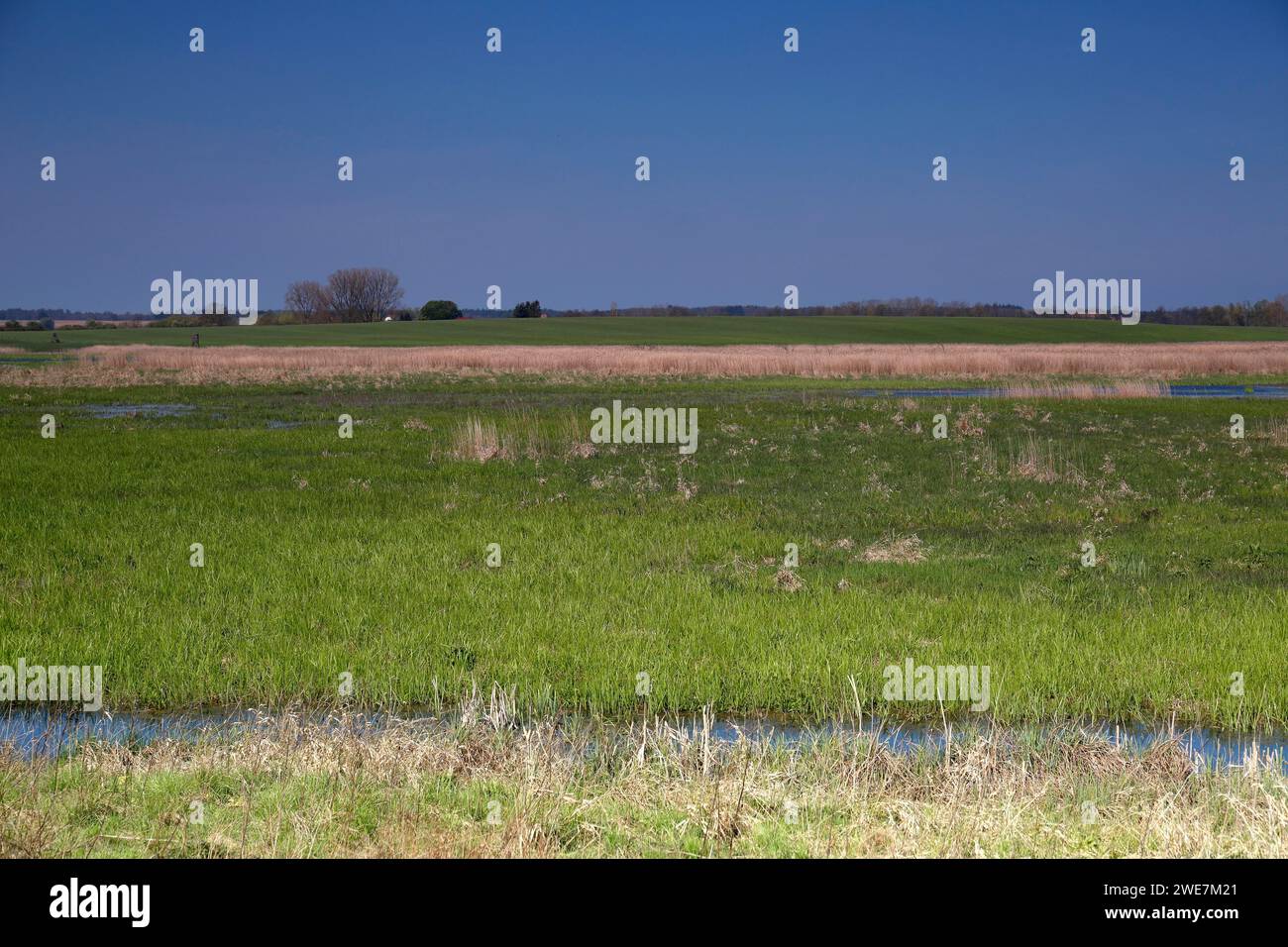 Wetland biotope in the Peene valley, waterlogged meadows, rare habitat ...