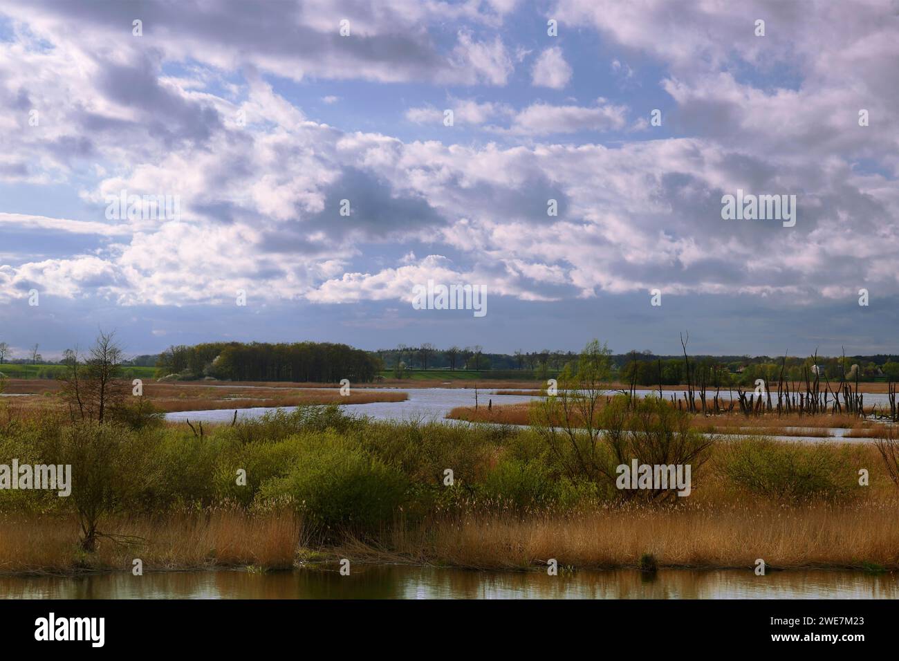 Wetland biotope in the Peene valley, waterlogged meadows, rare habitat ...