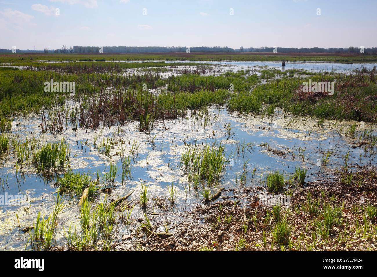Wetland biotope in the Peene valley, waterlogged meadows, rare habitat ...