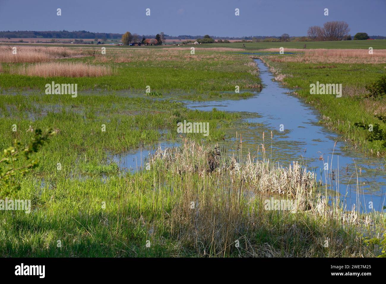 Wetland biotope in the Peene valley, waterlogged meadows, rare habitat ...