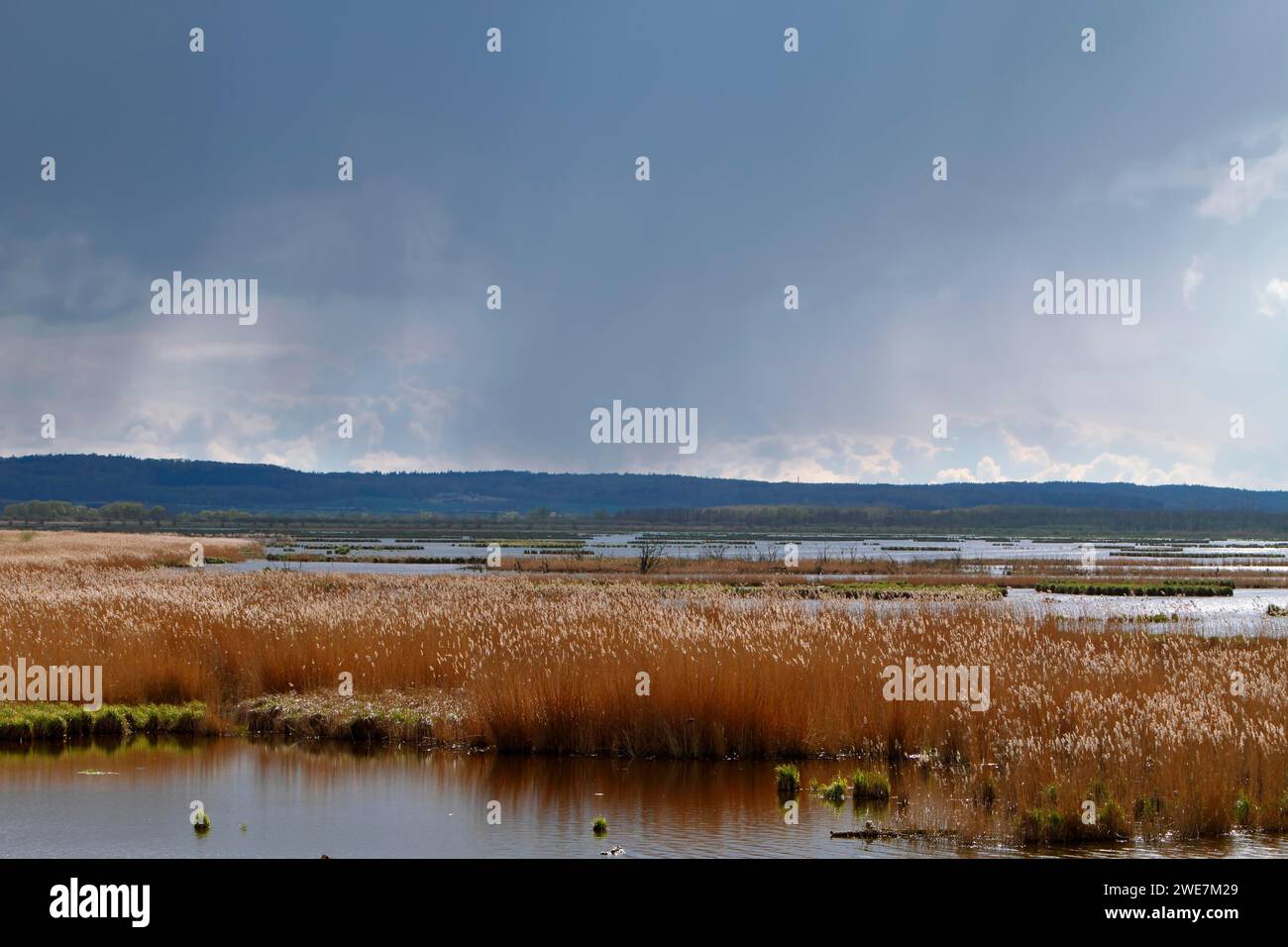 Wetland biotope in the Peene Valley, overwatered meadows, rare habitat ...