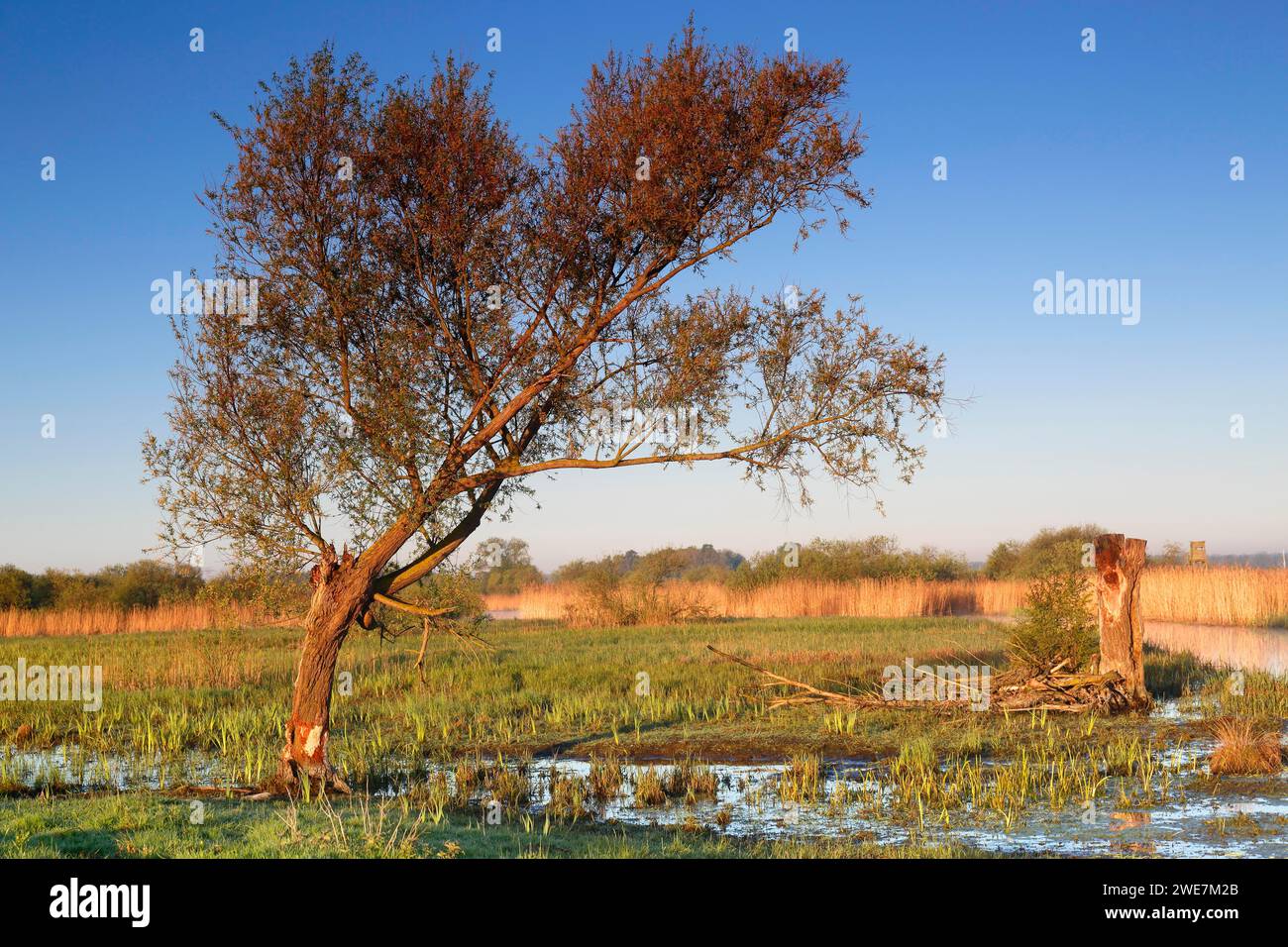 Wetland biotope in the Peene valley, waterlogged meadows, rare habitat ...