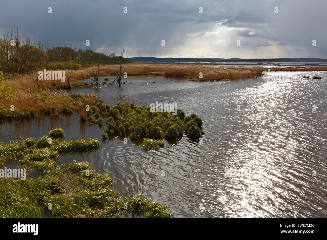 Wetland biotope in the Peene Valley, overwatered meadows, rare habitat ...