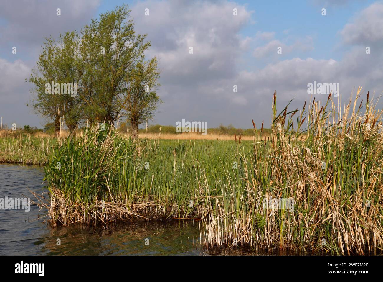 Wetland biotope in the Peene valley, waterlogged meadows, rare habitat ...
