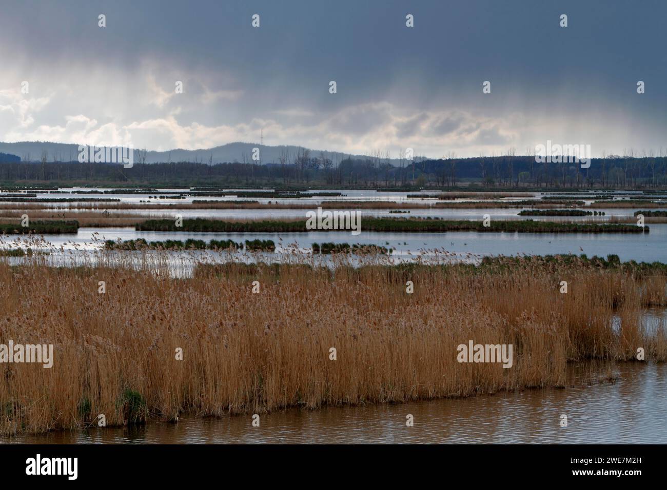 Wetland biotope in the Peene Valley, overwatered meadows, rare habitat ...