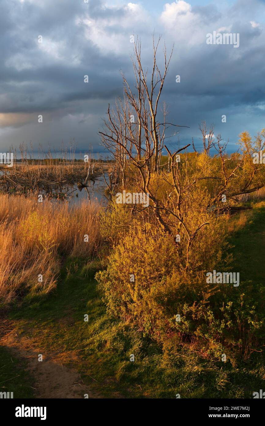 Wetland biotope in the Peene Valley, overwatered meadows, rare habitat ...