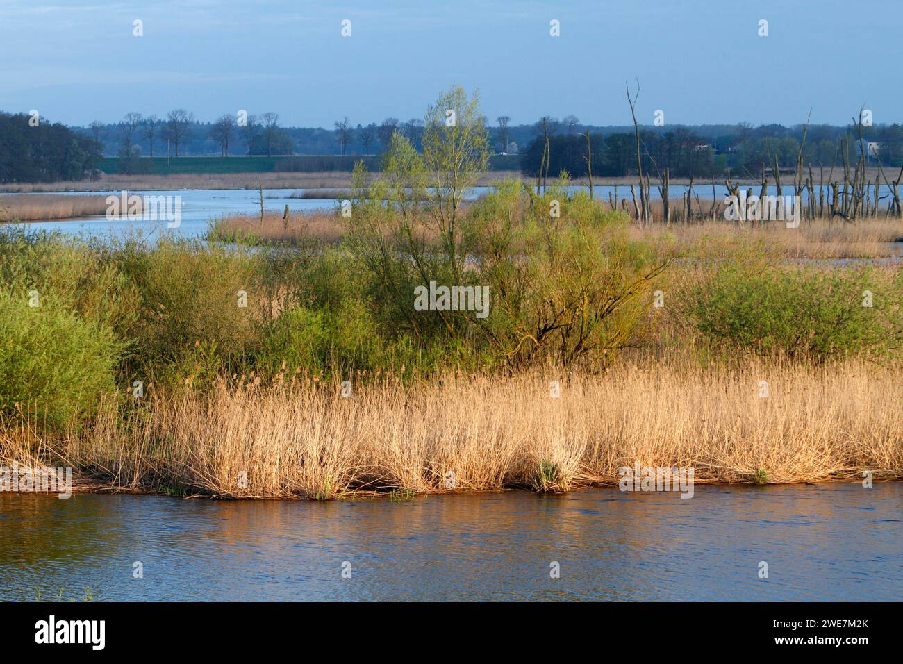 Wetland biotope in the Peene valley, waterlogged meadows, rare habitat ...
