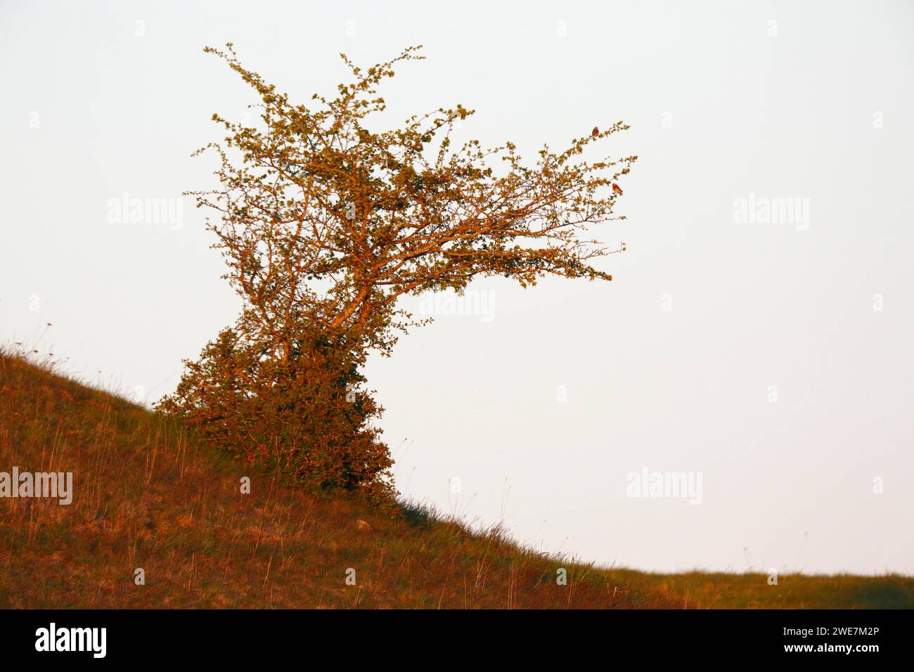 Ice Age terrain formations on the River Trebel, landscape characterised ...