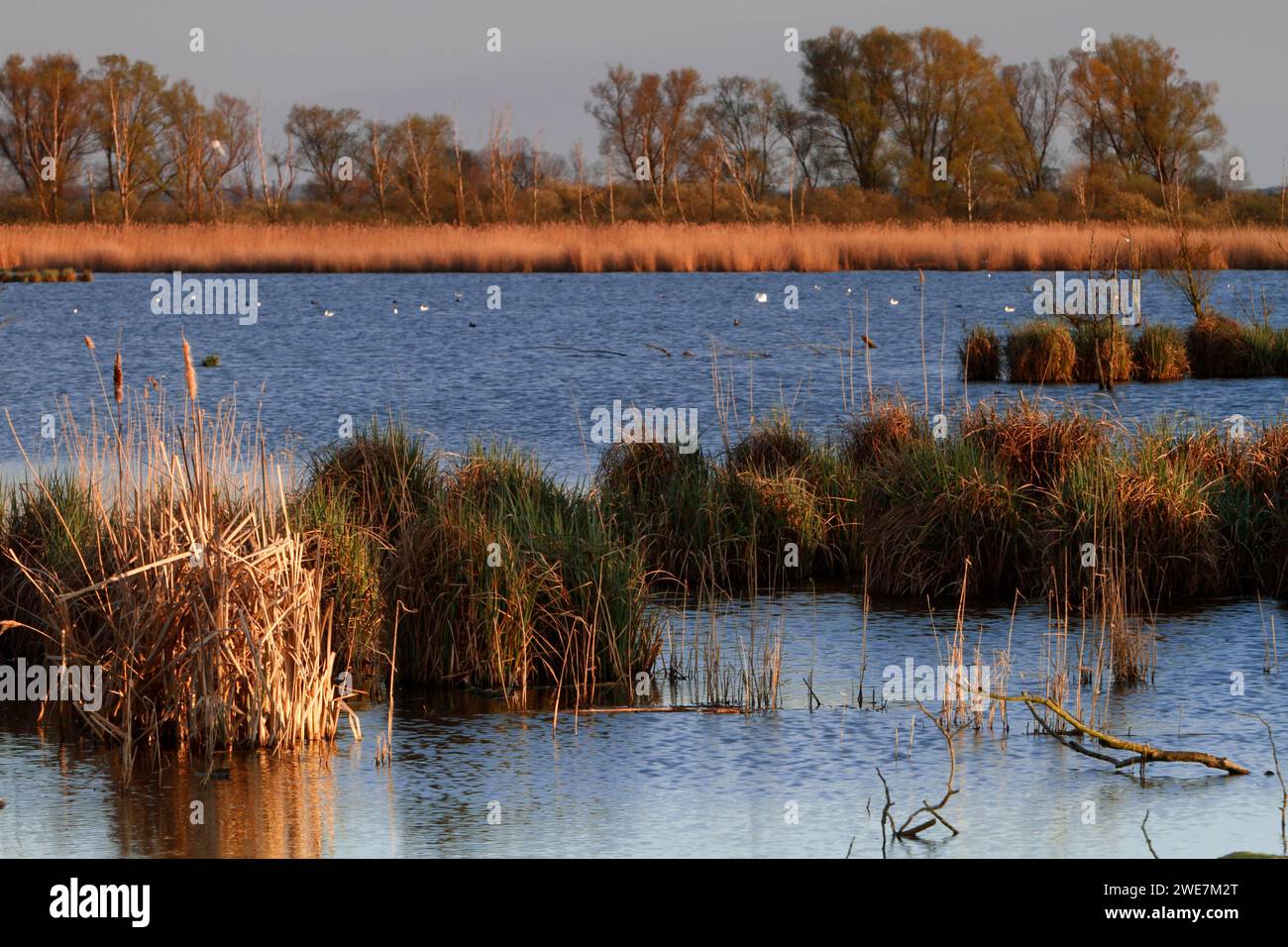 Wetland biotope in the Peene Valley, overwatered meadows, rare habitat ...