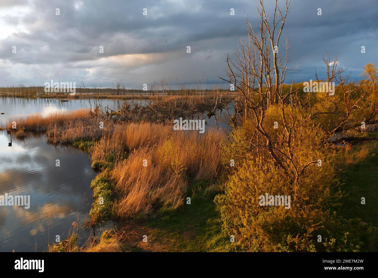 Wetland biotope in the Peene Valley, overwatered meadows, rare habitat ...