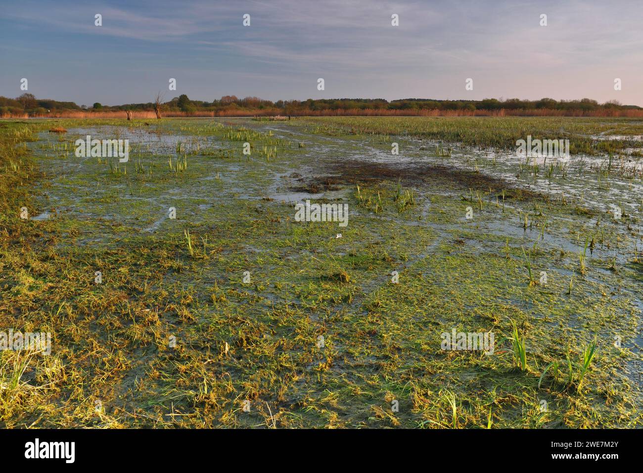 Wetland biotope in the Peene valley, waterlogged meadows, rare habitat ...