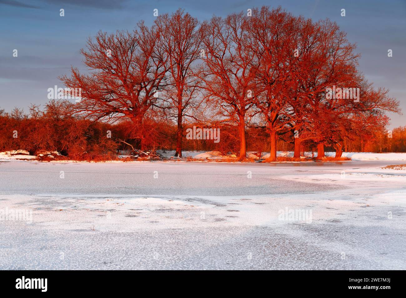 Winter floods 2024 on the Elbe and Mulde rivers with flooding of the ...