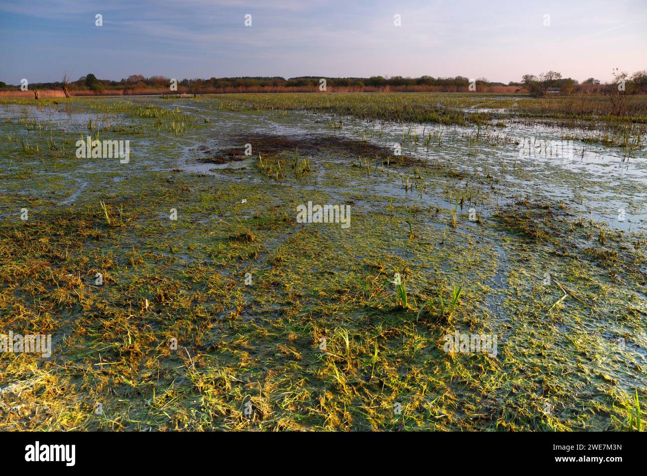 Wetland biotope in the Peene valley, waterlogged meadows, rare habitat ...