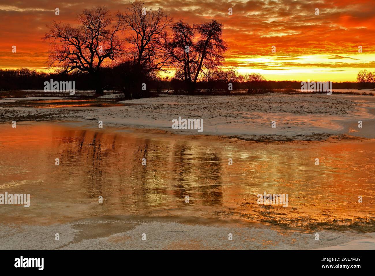 Winter floods 2024 on the Elbe and Mulde rivers with flooding of the ...
