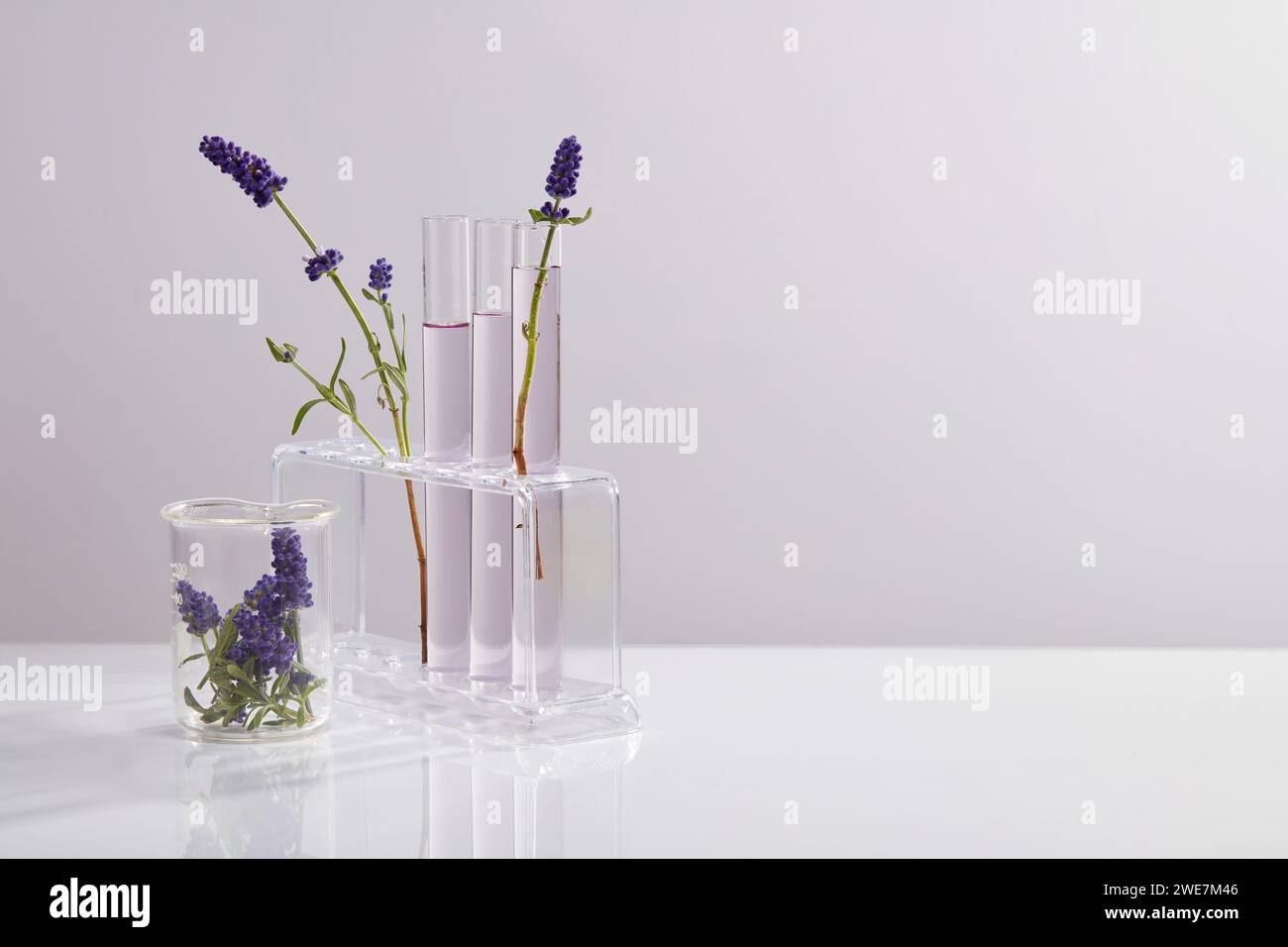 Several test tubes on a rack and a beaker with lavender flowers are ...