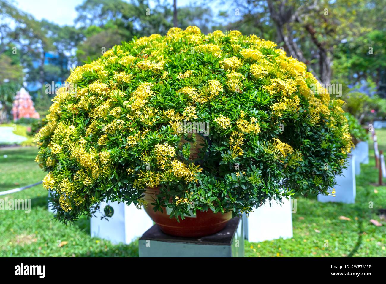 Jungle blooms hi-res stock photography and images - Alamy