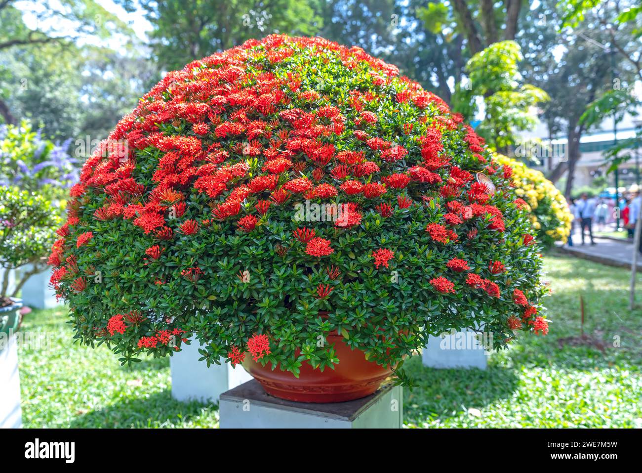 Ixora or jungle flame blooms in bonsai tree spring morning really ...