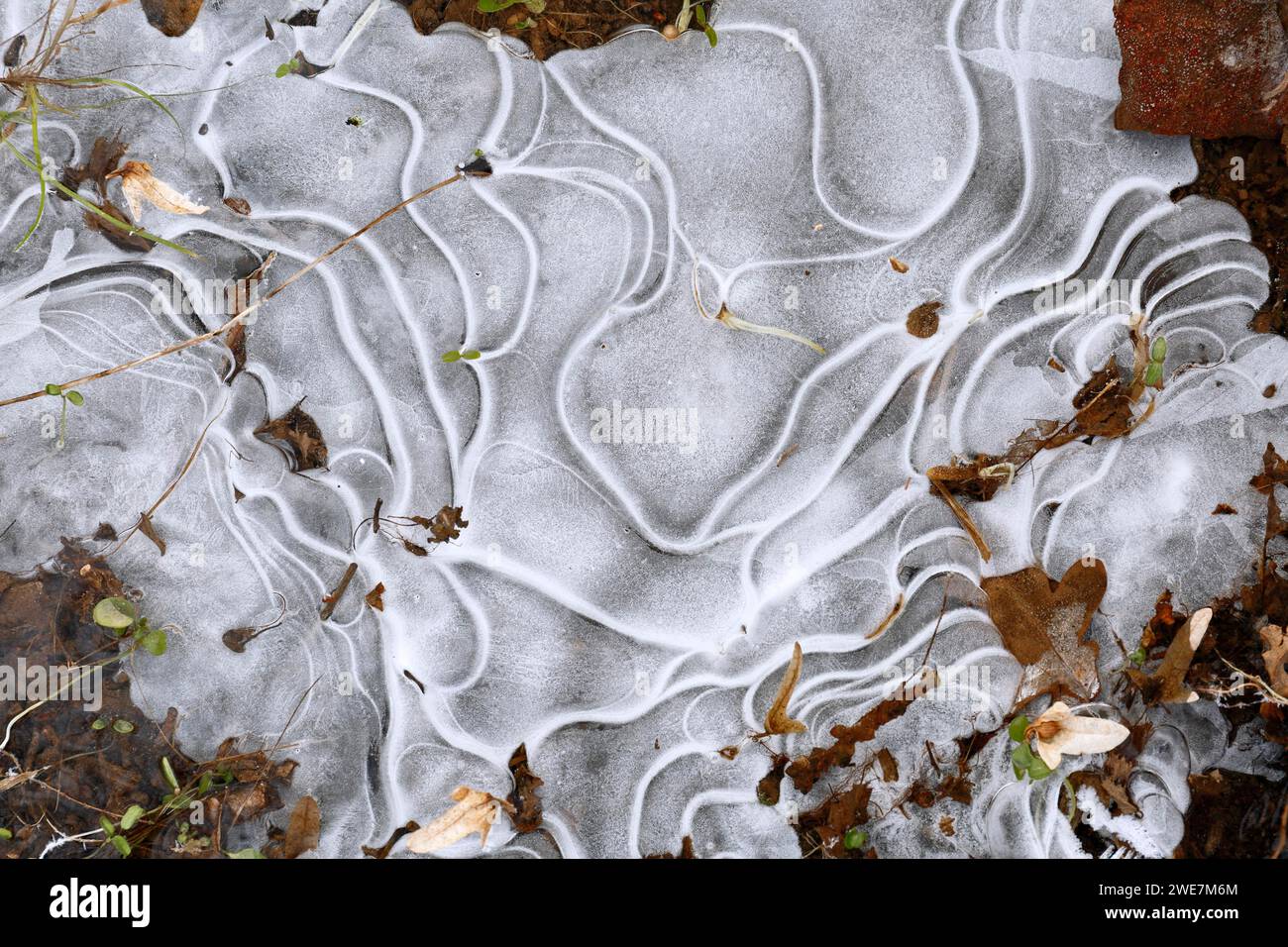 Winter flood 2024 on the rivers Elbe and Mulde with flooding of the ...
