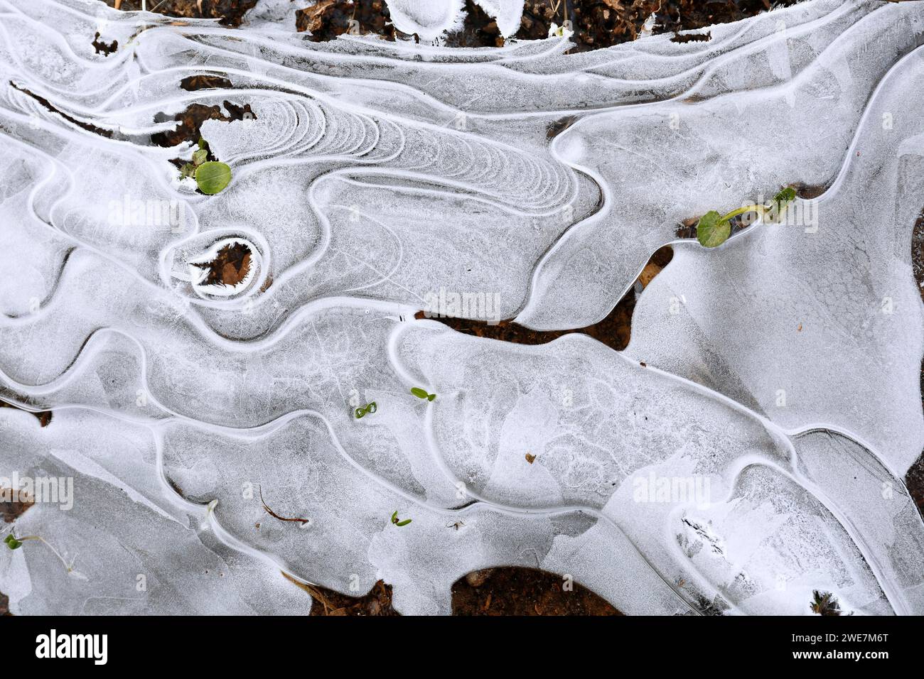 Winter flood 2024 on the rivers Elbe and Mulde with flooding of the ...