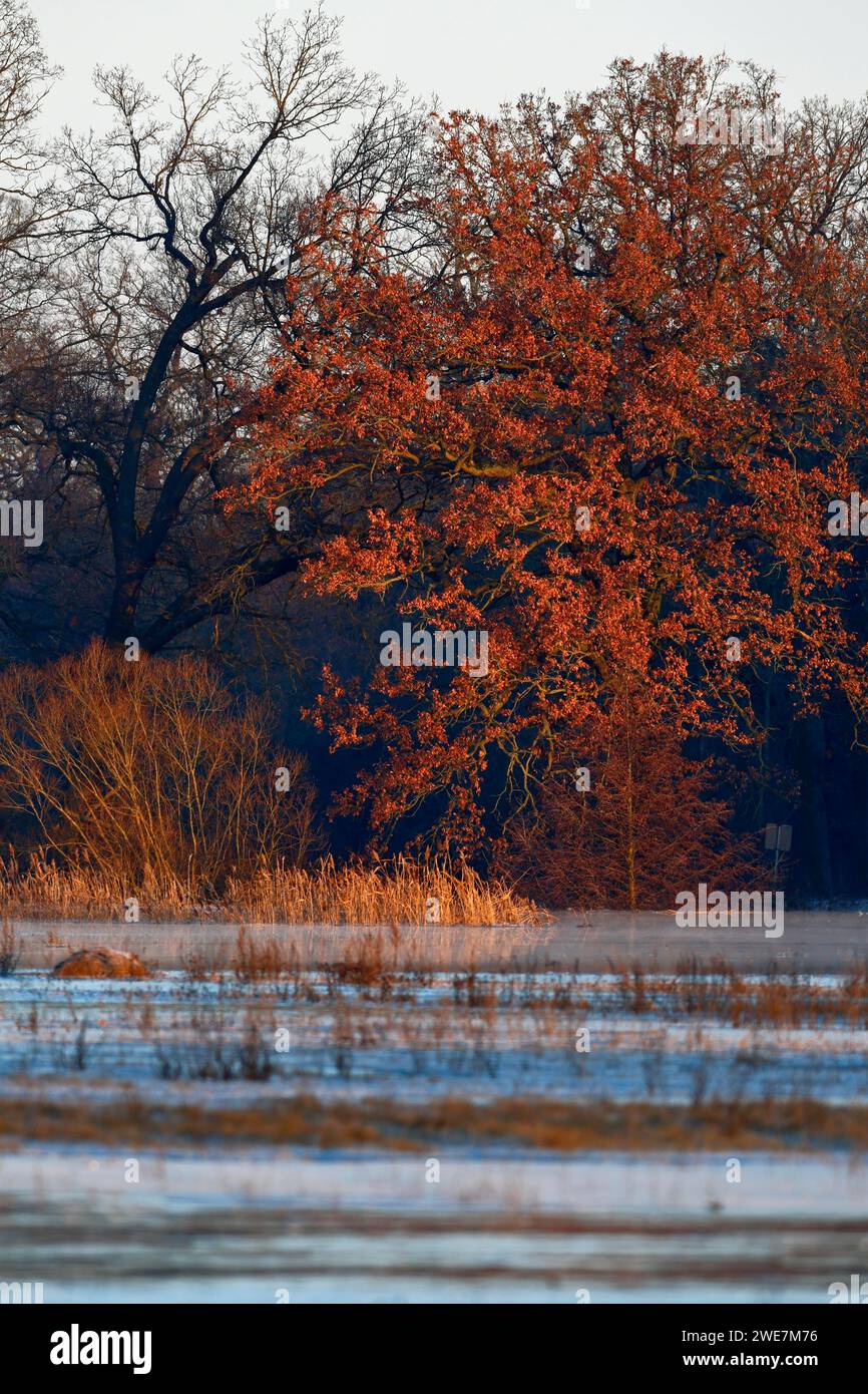 Winter floods 2024 on the Elbe and Mulde rivers with flooding of the ...