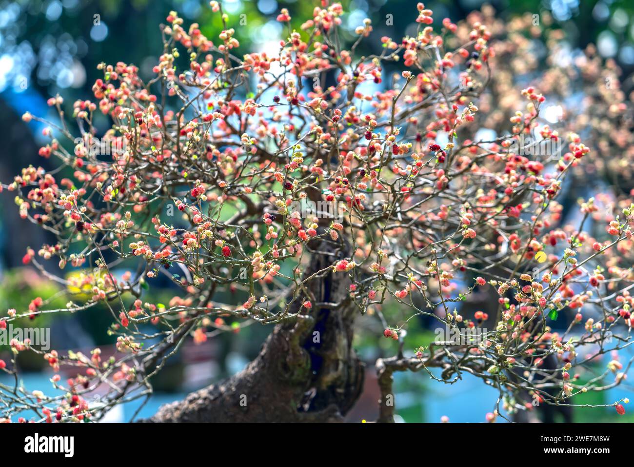 Raspberry branches ripe fruits in hi-res stock photography and images ...