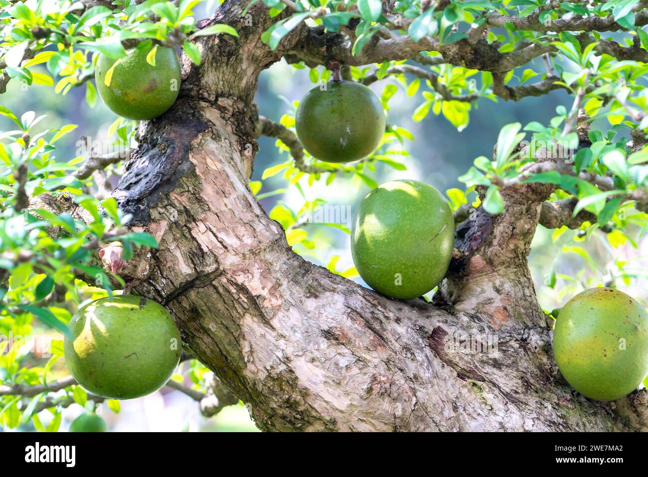 Calabash tree laden with fruit on its trunk. Plants are used to ...