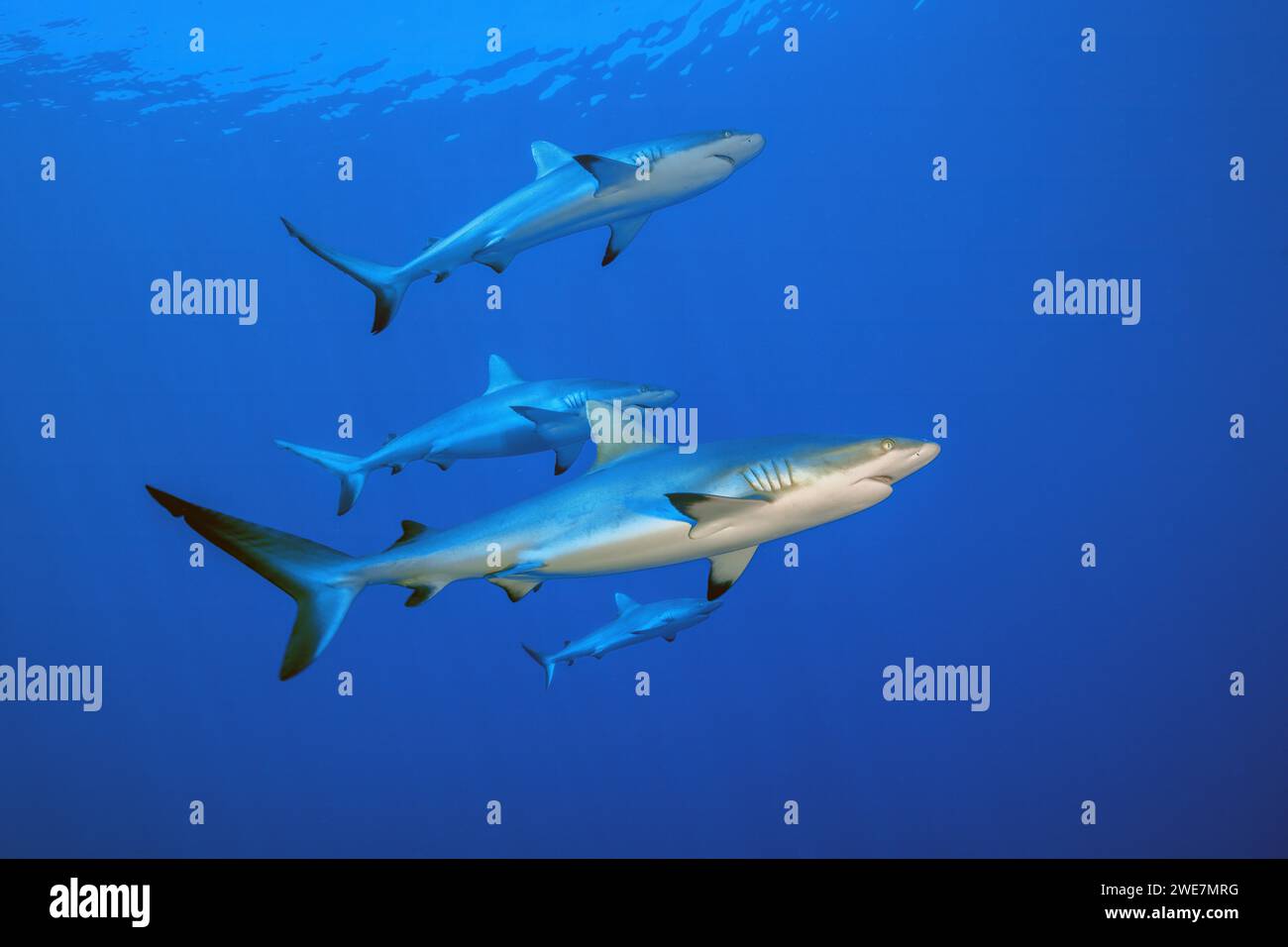 Small group of four grey reef sharks (Carcharhinus amblyrhynchos ...