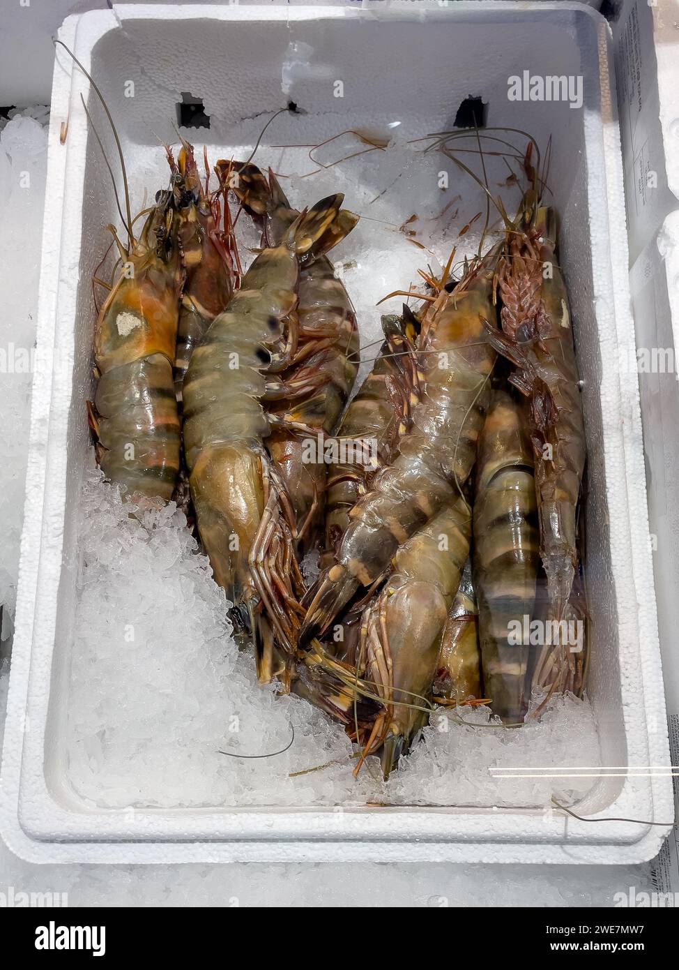Ten giant tiger prawns (Penaeus monodon) shellfish as a delicacy lie on ...