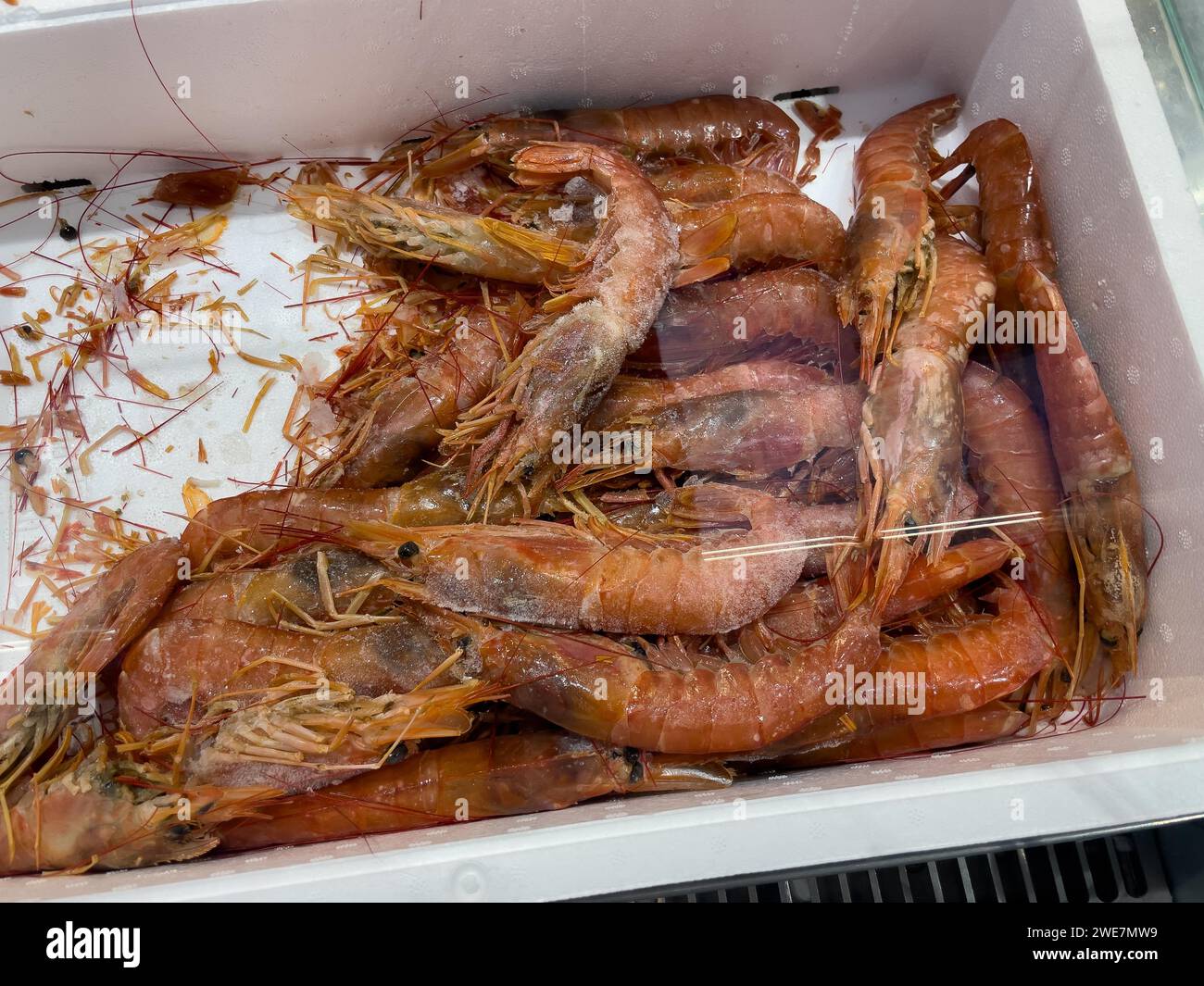 Shellfish specimens hi-res stock photography and images - Alamy
