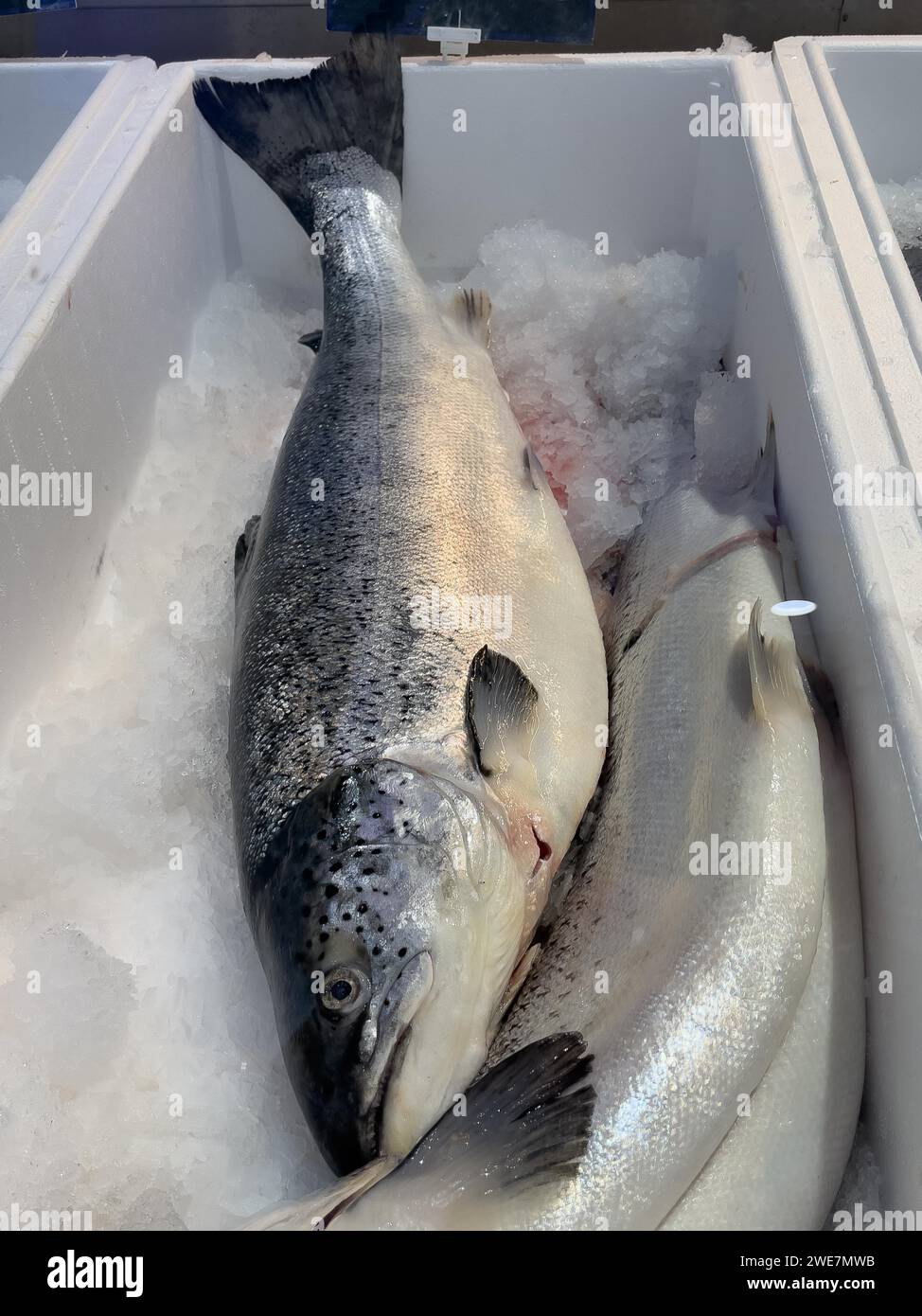 Edible fish Atlantic salmon (Salmo salar) lying on crushed ice in sales ...
