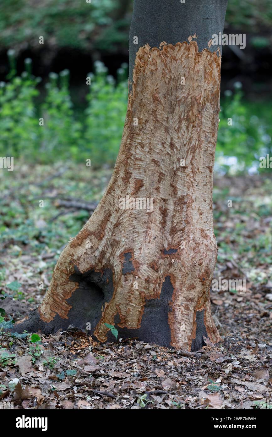 Tree gnawed by a beaver (Castor fibre), Tiergarten Berlin, Germany ...