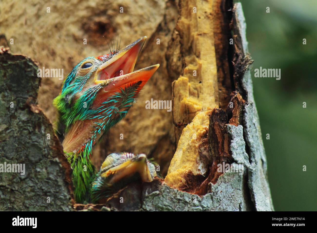 beautiful blue throated barbet (psilopogon asiaticus) chick chirping in ...