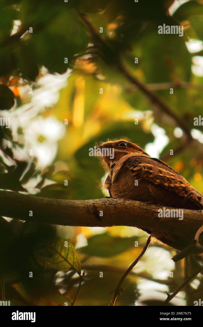 Nightjar bird hi-res stock photography and images - Alamy