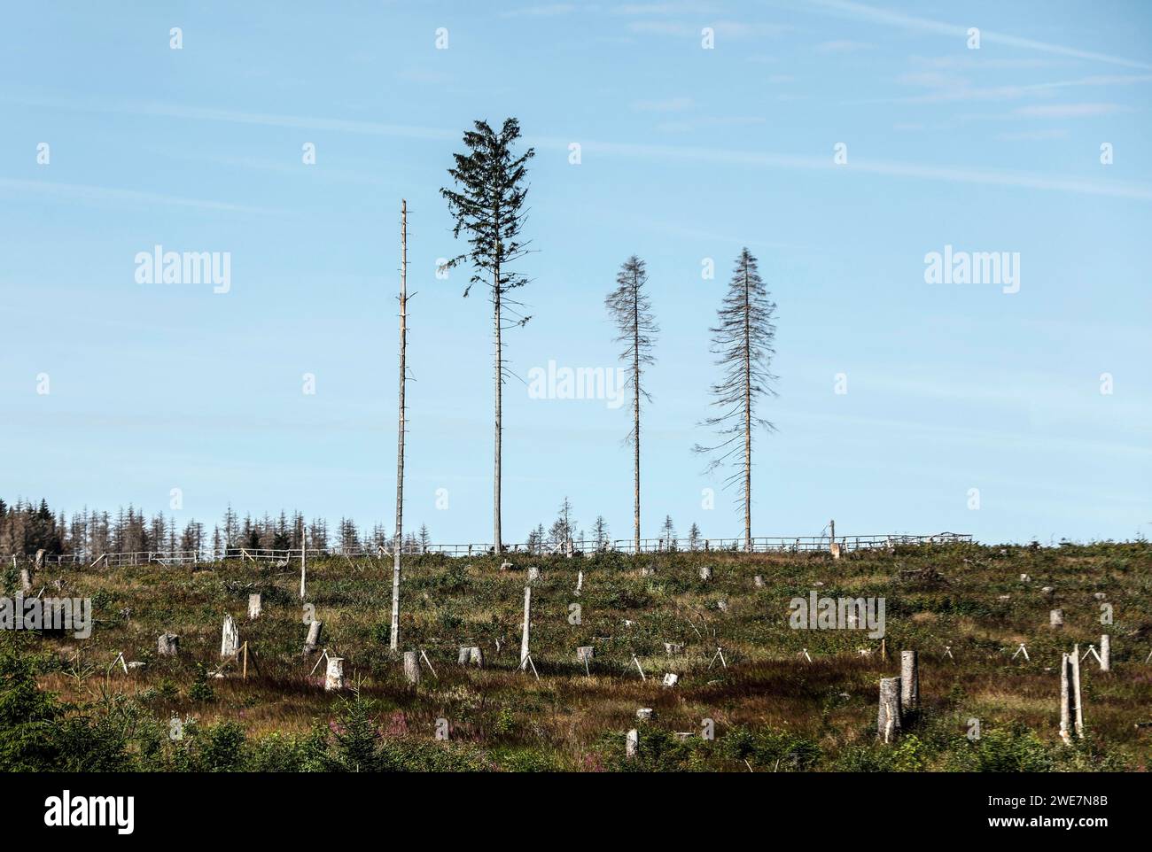 Dead spruce trees due to bark beetle infestation. Heat, drought, storms ...