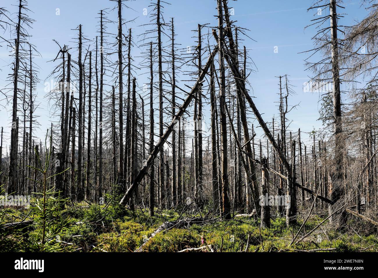 Dead spruce trees due to bark beetle infestation. Heat, drought, storms ...
