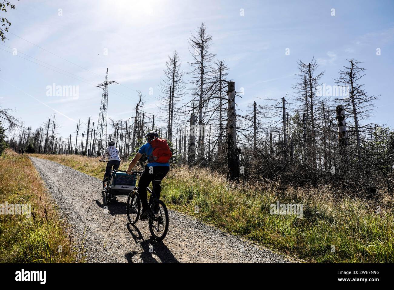 Cyclists ride past dead spruce trees in the Harz Mountains. Heat ...