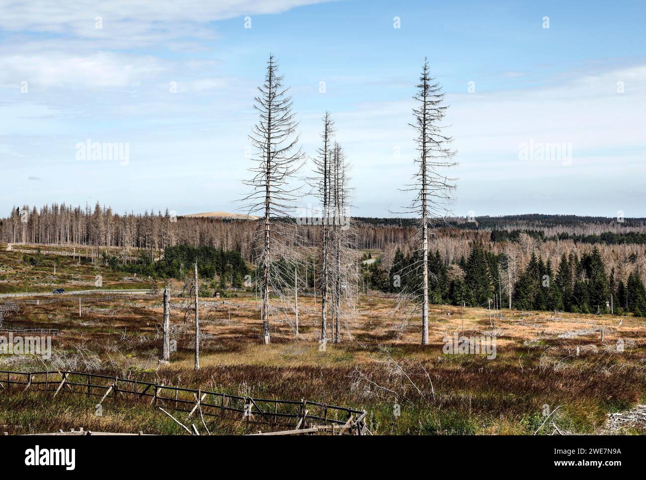 Dead spruce trees due to bark beetle infestation. Heat, drought, storms ...